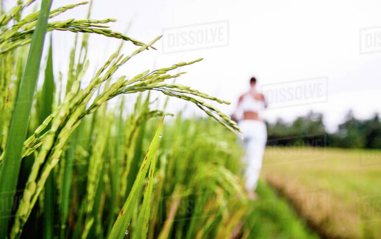 🔥 Free Download Best Row Crop Background Wallpaper by @rscott ...