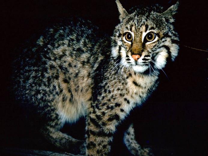 🔥 [150+] Bobcat Wallpapers | WallpaperSafari