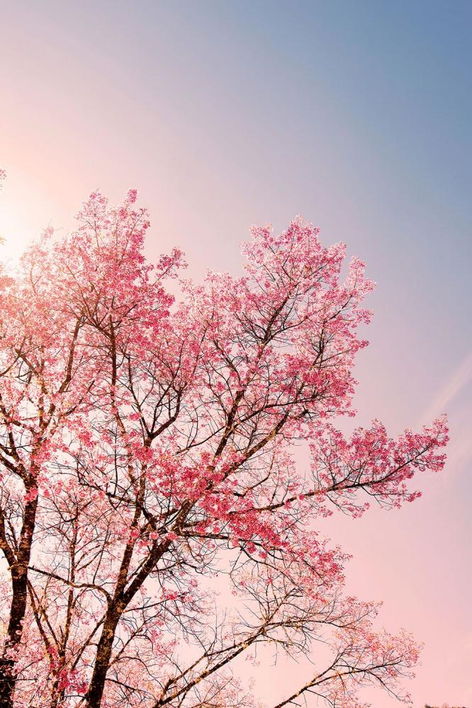 🔥 [90+] Pink Tree Wallpapers | WallpaperSafari