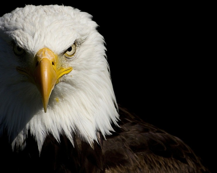 🔥 [110+] Bald Eagle Desktop Wallpapers | WallpaperSafari