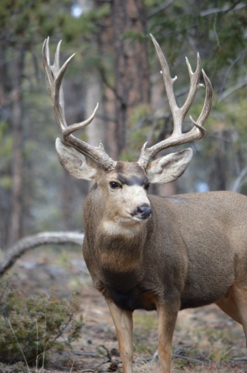 Free download monster buck wallpaper [2048x1536] for your Desktop ...