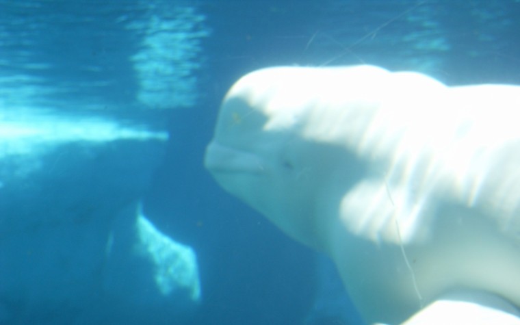 Free download Beluga Whale Trio [2560x1440] for your Desktop, Mobile ...