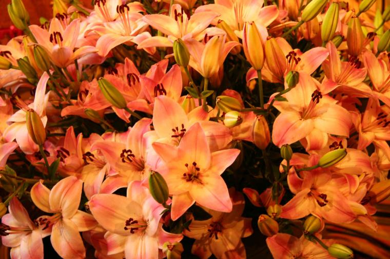 🔥 [40+] Beautiful Fall Flowers Wallpapers | WallpaperSafari