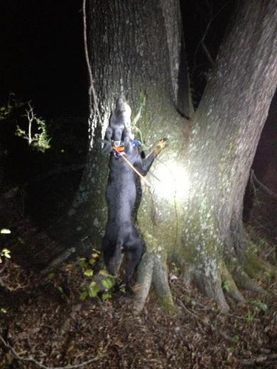 🔥 Free Download Coon Huntin by @williamjohns | WallpaperSafari