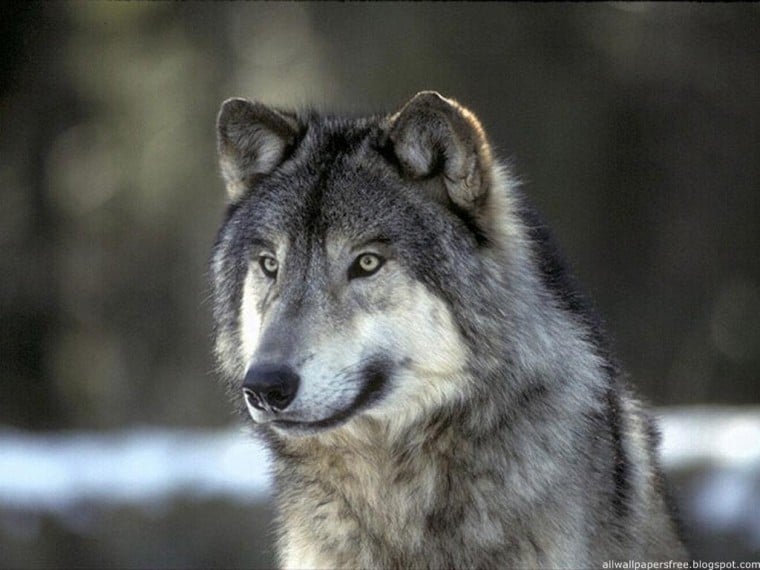 🔥 [120+] Lobo Wallpapers | WallpaperSafari