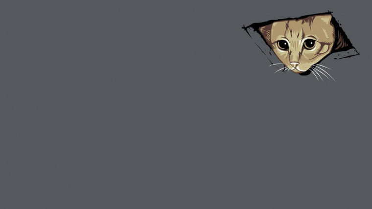 🔥 [90+] Cat Meme Wallpapers | WallpaperSafari