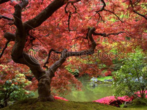 🔥 [50+] Japanese Maple Wallpapers | WallpaperSafari