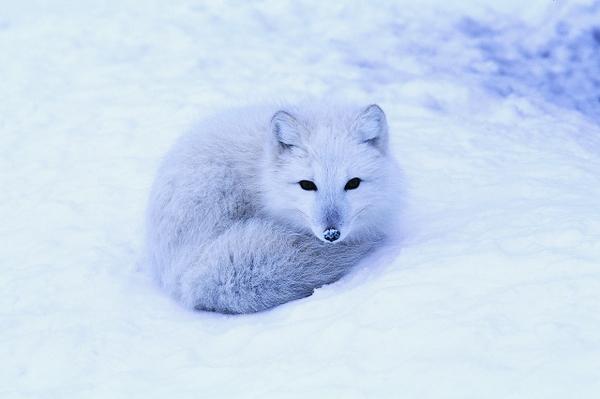 🔥 [50+] Snow Fox Wallpapers | WallpaperSafari