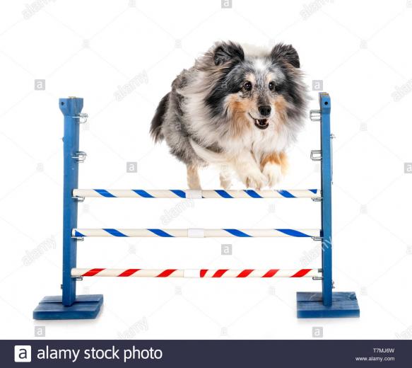 Free download agility and little dog in front of white background Stock ...
