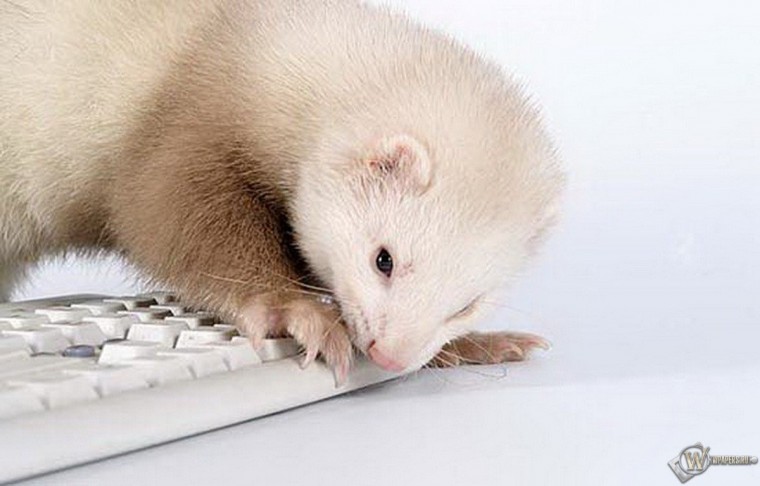🔥 [70+] Ferret Wallpapers | WallpaperSafari