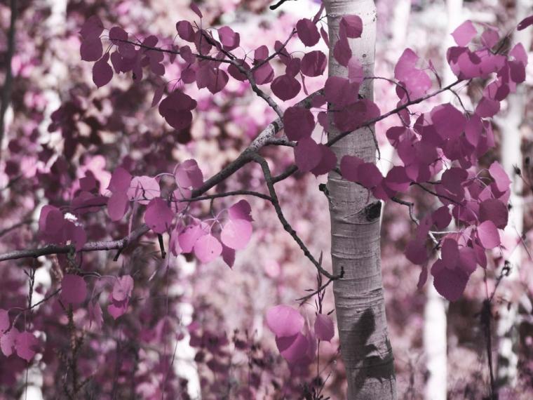 🔥 [70+] Purple Tree Wallpapers | WallpaperSafari