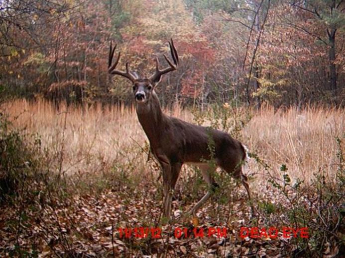 🔥 [50+] Monster Buck Wallpapers | WallpaperSafari