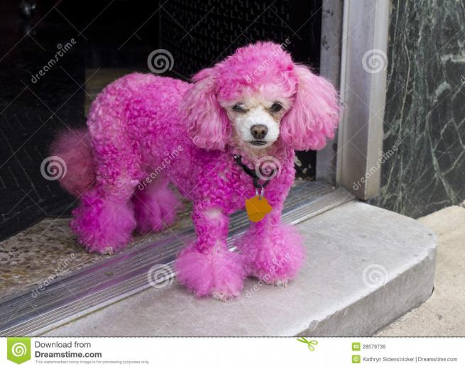 🔥 [40+] Pink Poodle Wallpapers | WallpaperSafari