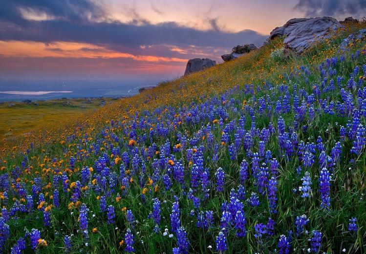 🔥 Free Download Flowers Spring Texas Wildflowers Bluebells Wallpaper ...