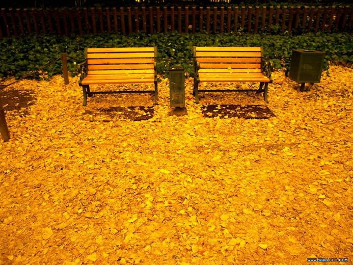 Free Download Yellow Wallpaper 6864382 1024x768 For Your Desktop