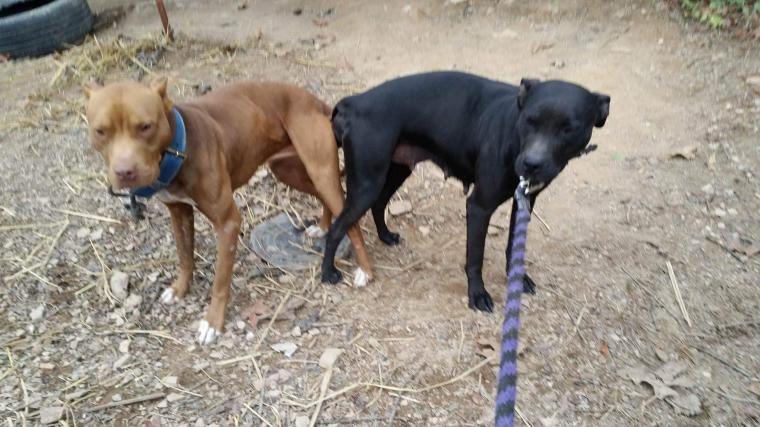 🔥 [40+] Apbt Wallpapers | WallpaperSafari