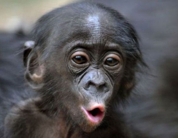 🔥 Free Download All Wallpaper Funny Monkey by @cynthiaanderson | WallpaperSafari