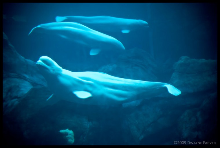 🔥 Free Download Your Ridiculously Cool Beluga Whale Wallpaper Has ...