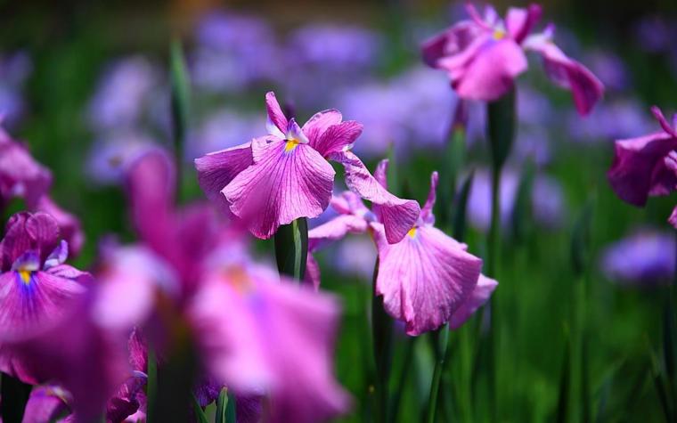 🔥 [50+] Iris Flower Wallpapers | WallpaperSafari