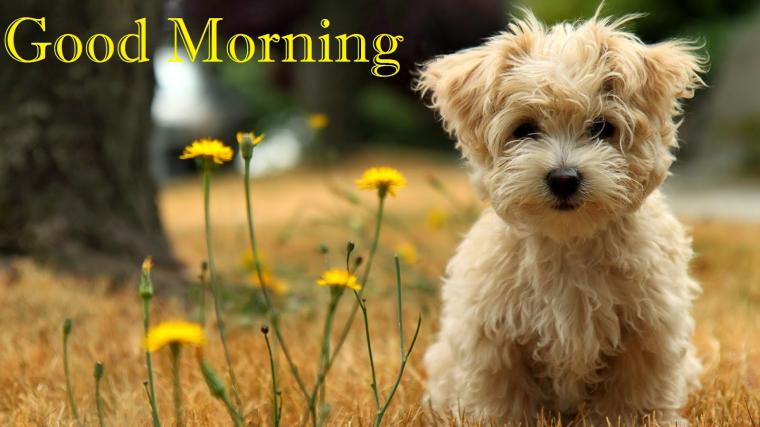 🔥 [50+] Cute Good Morning Wallpapers | WallpaperSafari