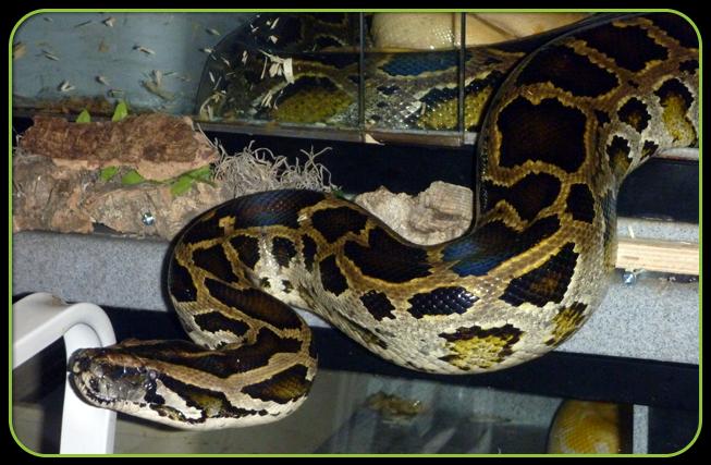 Free download Albino Burmese Python 2 by TalkStock [614x460] for your ...