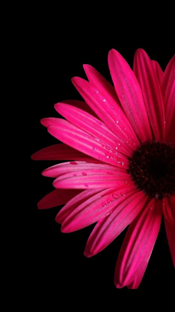 🔥 [30+] Pink Sunflower Wallpapers | WallpaperSafari