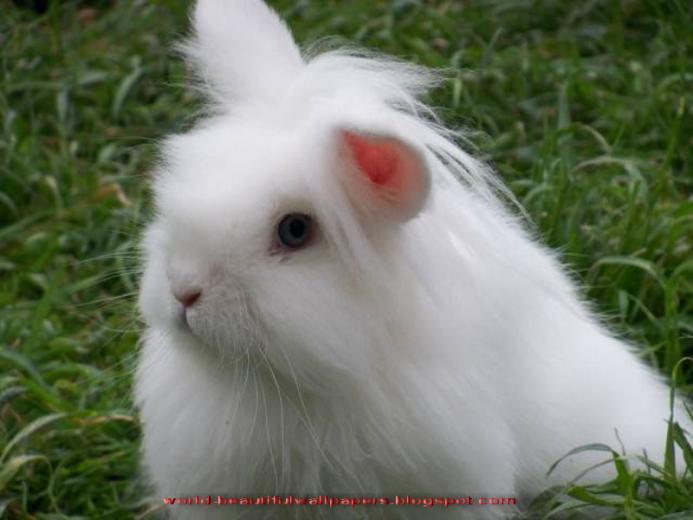 🔥 [50+] Beautiful Rabbits Wallpapers | WallpaperSafari