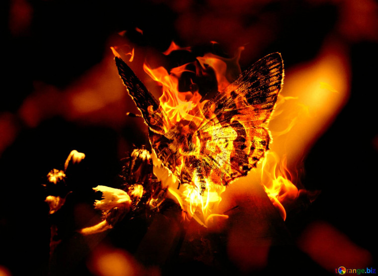 🔥 [20+] Fire Butterfly Wallpapers | WallpaperSafari