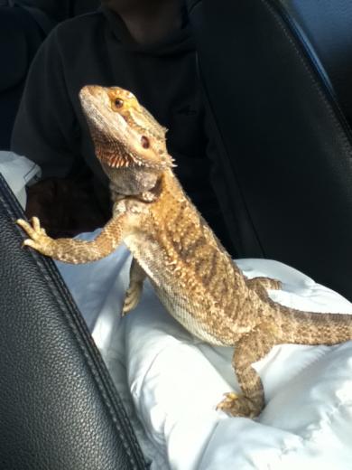 🔥 [40+] Funny Bearded Dragon Wallpapers | WallpaperSafari