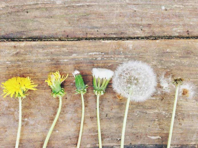 🔥 [50+] She Reads Truth Desktop Wallpapers | WallpaperSafari