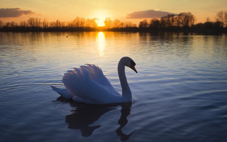 🔥 Free Download Swan Couple Hd Wallpaper Jpg by @kimberlyd38 ...
