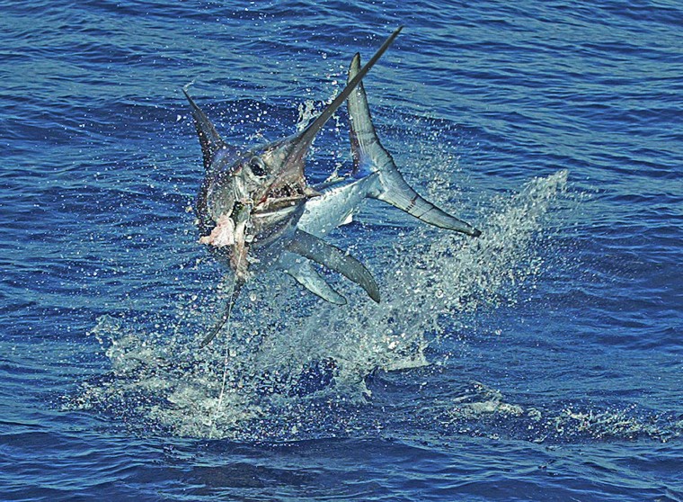 🔥 [70+] Swordfish Wallpapers | WallpaperSafari