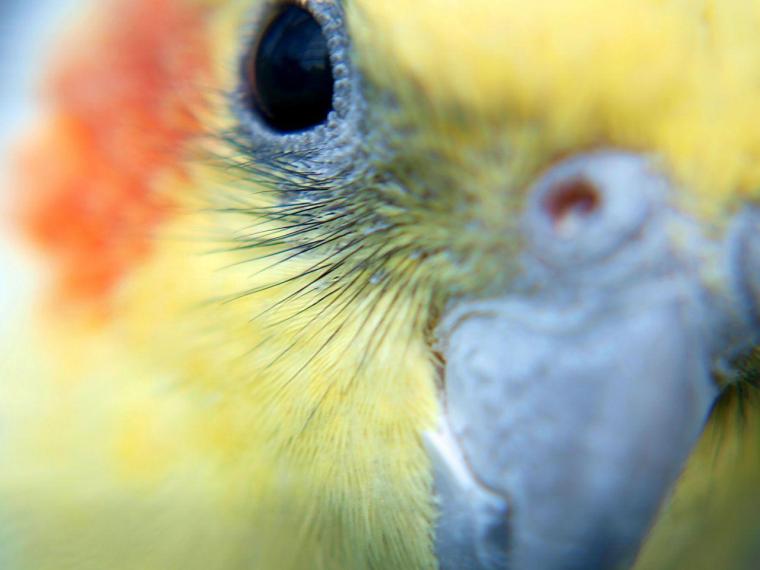 🔥 [90+] Cockatiel Wallpapers | WallpaperSafari