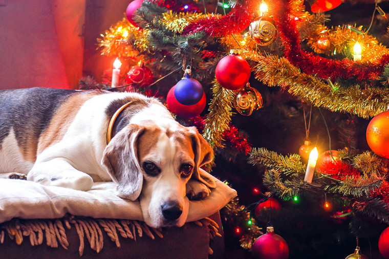 🔥 [30+] Christmas Beagle Wallpapers | WallpaperSafari