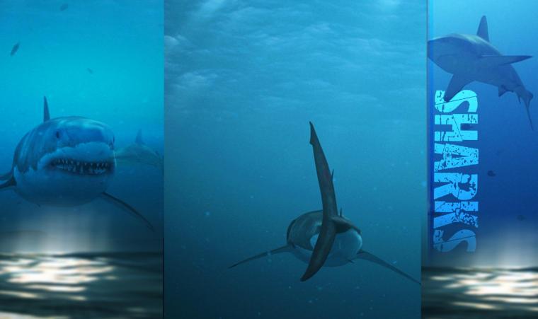 🔥 [50+] Shark Week Wallpapers | WallpaperSafari