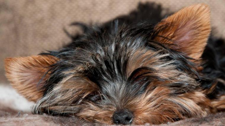 Free download Wallpaper yorkshire terrier dog twins a couple wallpapers ...