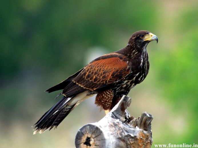 🔥 Free Download Red Tailed Hawk Wallpaper Hd Eagle Pics Of Hawks by ...