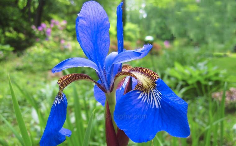 🔥 [50+] Iris Flower Wallpapers | WallpaperSafari