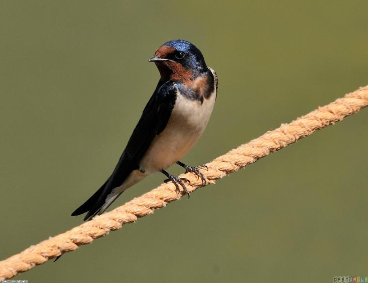 🔥 [100+] Swallow Wallpapers | WallpaperSafari