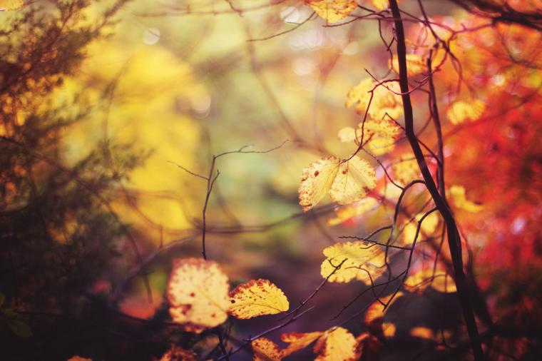 🔥 [100+] Fall Tumblr Wallpapers | WallpaperSafari