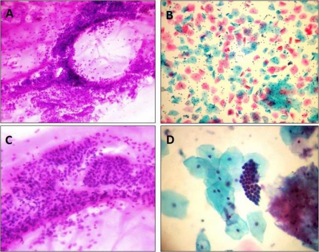 🔥 [20+] Cps Backgrounds | WallpaperSafari