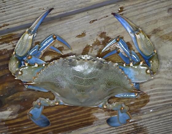 🔥 Free Download Blue Crabs Picture Photo Seafood Wallpaper National by ...