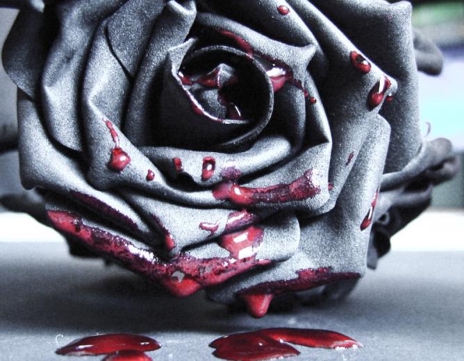 🔥 [50+] Bloody Rose Wallpapers | WallpaperSafari