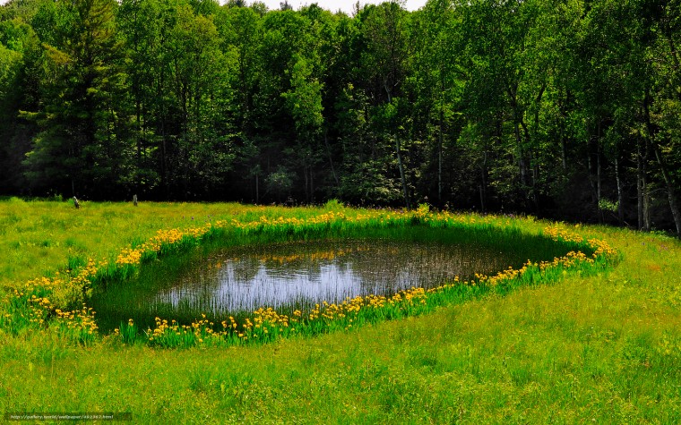 🔥 [60+] Pond Wallpapers | WallpaperSafari