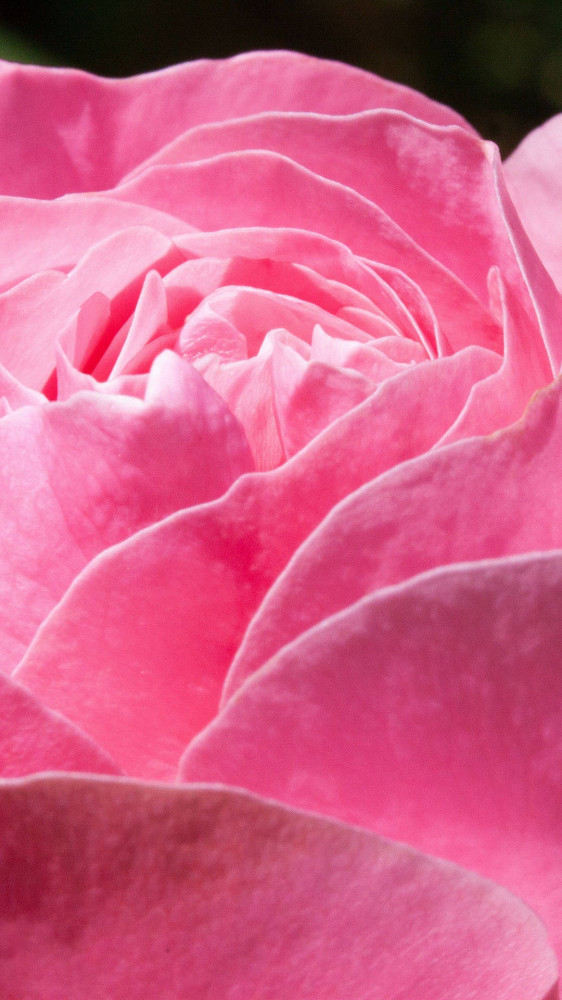 🔥 Free Download Pink Rose Iphone Wallpaper by @sarahc | WallpaperSafari