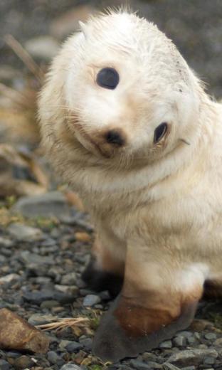 🔥 [50+] Google Animal Wallpapers | WallpaperSafari