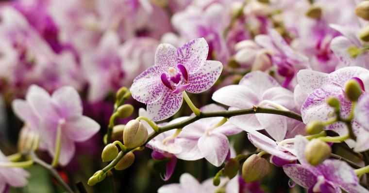 🔥 [10+] Singapore Flower Wallpapers | WallpaperSafari