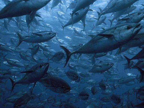 🔥 [80+] Tuna Wallpapers | WallpaperSafari