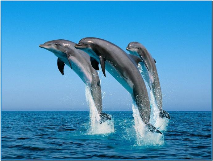 🔥 [50+] Free Animated Dolphin Screensavers Wallpapers | WallpaperSafari