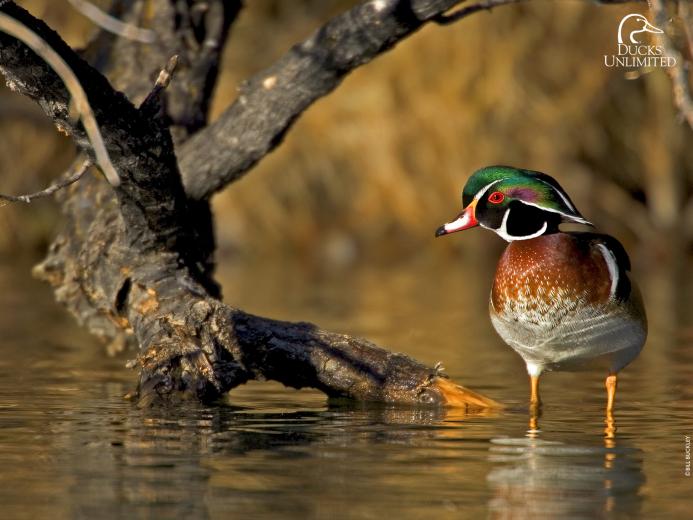 Free download Waterfowl Computer Wallpapers Top Waterfowl Computer ...